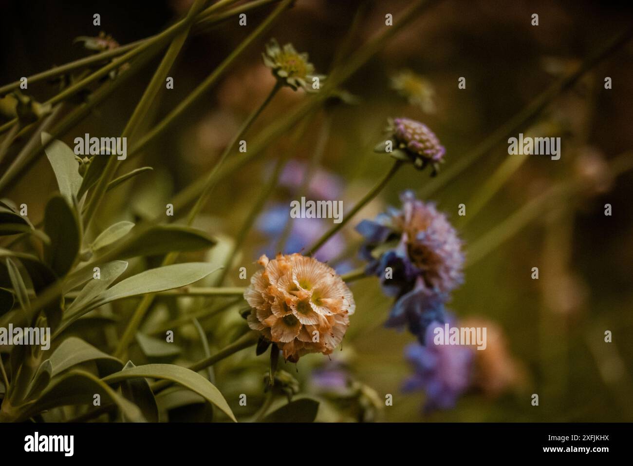 Scabious purple lilac flowers in spring garden. Springtime, summer ...