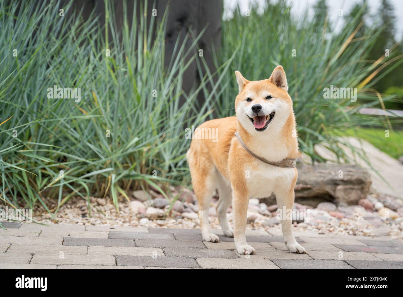 Red-haired Akita Inu stands on the path in the garden. Japanese Akita ...