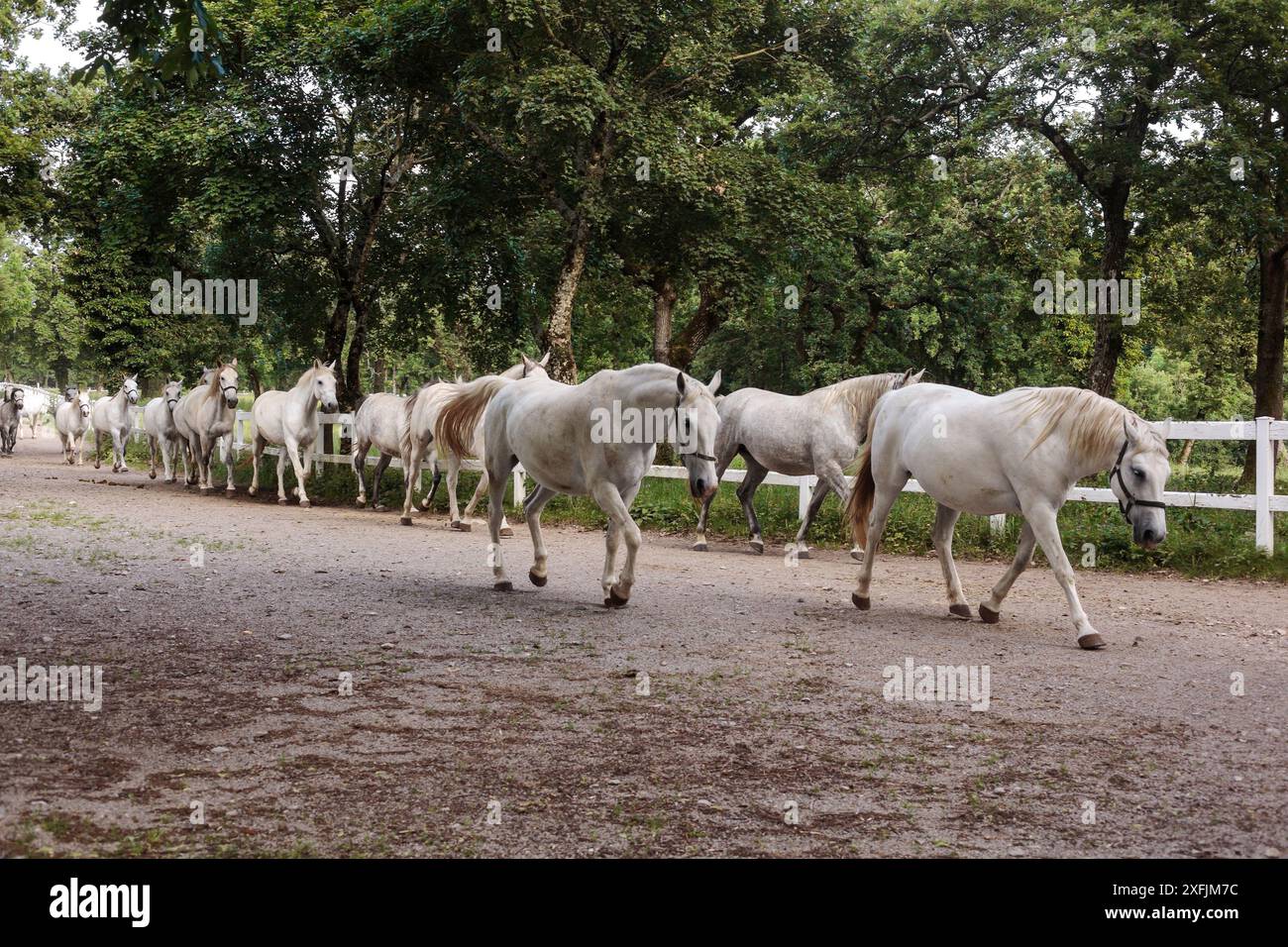 World famous Lippizaner horses in Lipica on stud farm in Slovenia Stock Photo - Alamy