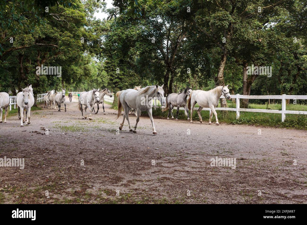 World famous Lippizaner horses in Lipica on stud farm in Slovenia Stock Photo - Alamy