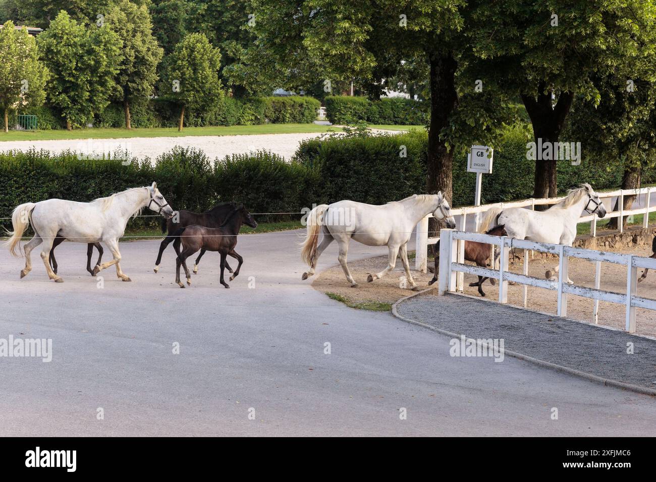 The famous Lipizzan horses with its foal return from pasture to the stables, Lipica. Slovenia ...