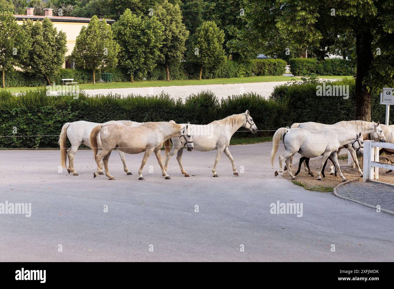 The famous Lipizzan horses return from pasture to the stables, Lipica. Slovenia Stock Photo - Alamy