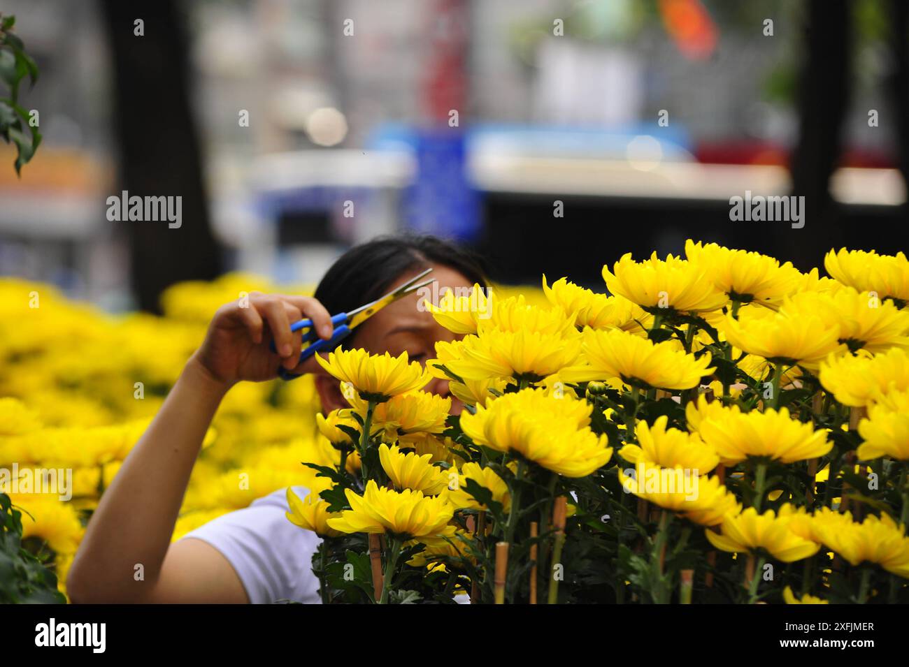 harvesting the fruits of agriculture and gardening harvesting the ...