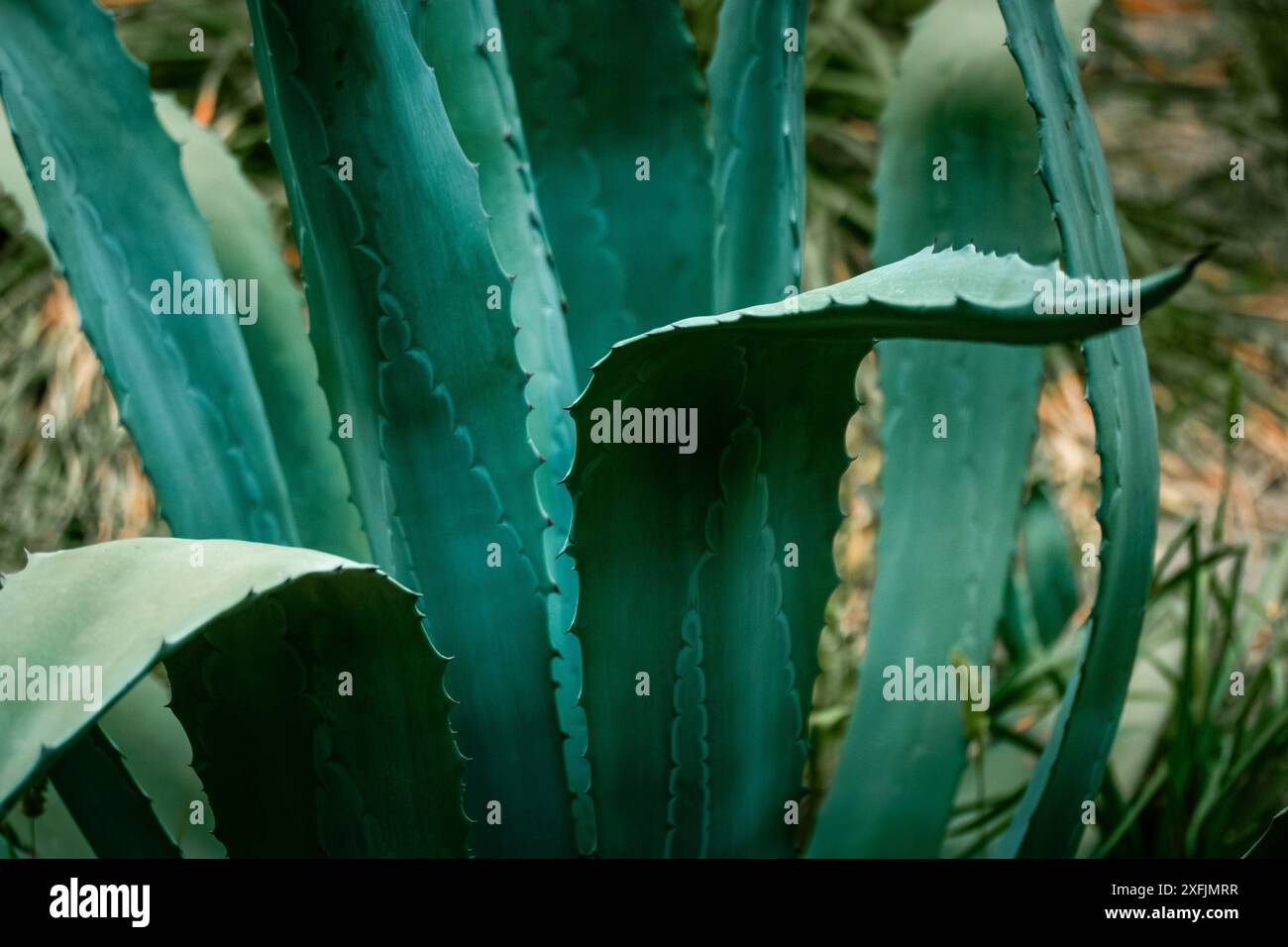 Beautiful giant blue-green agave leaves with thorns and prickles ...
