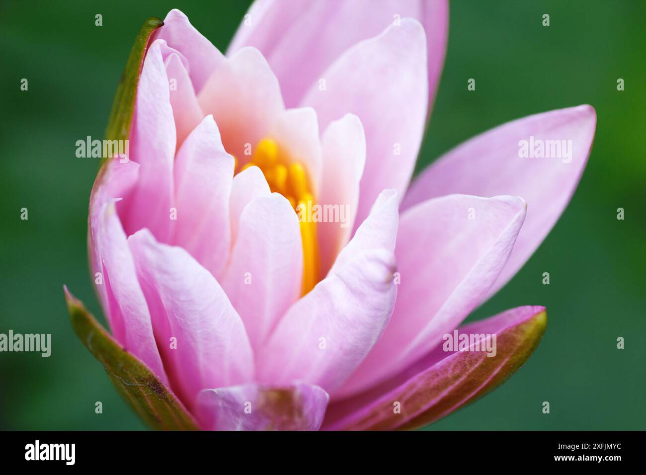 Soft pink lotus blooms hi-res stock photography and images - Alamy