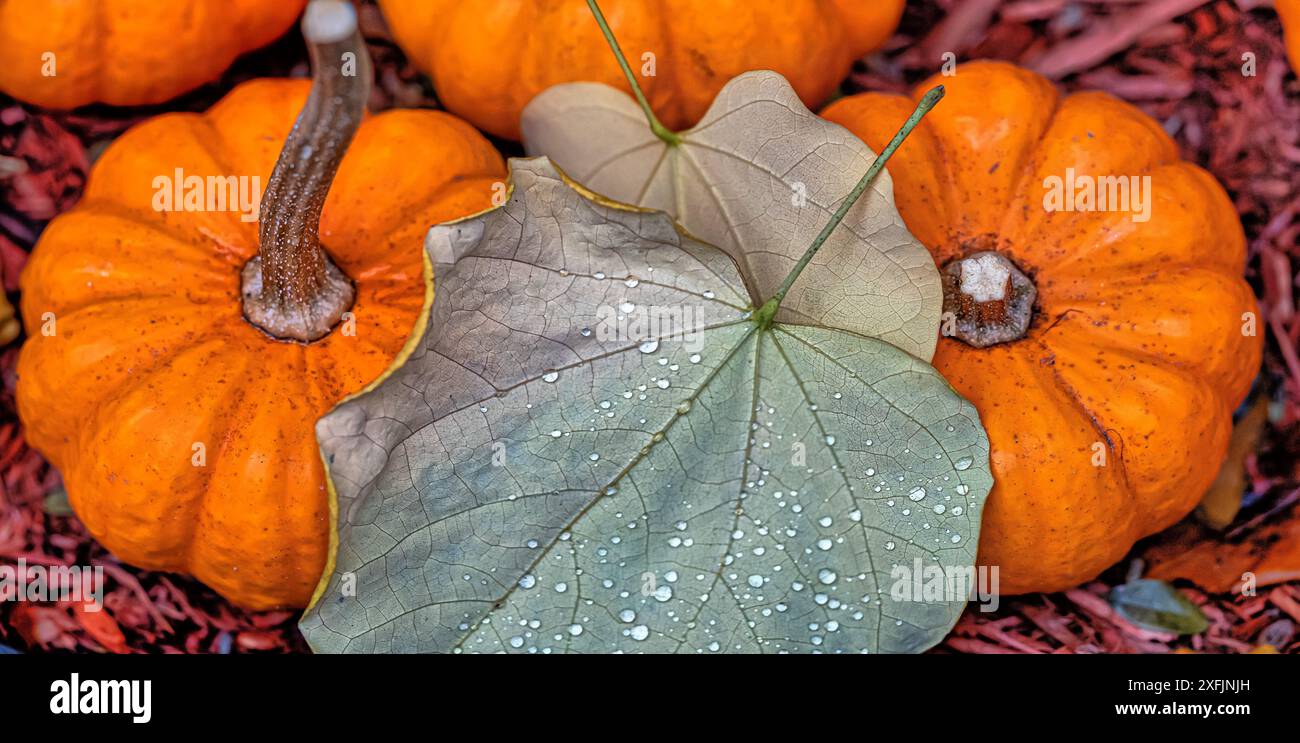 Water frops hi-res stock photography and images - Alamy