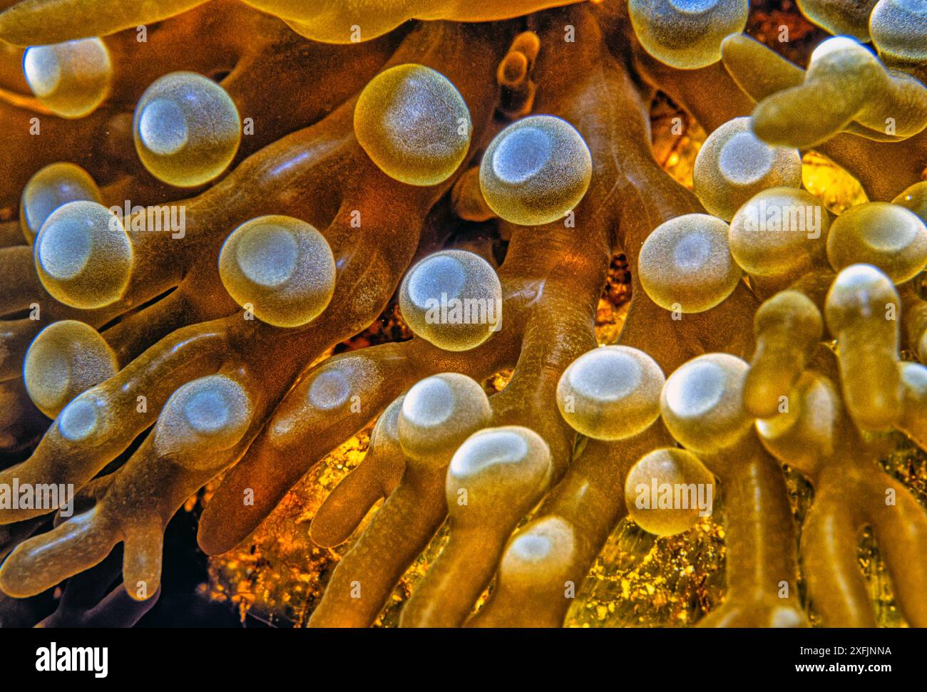 Sea anemones are a group of marine, predatory animals of the order ...