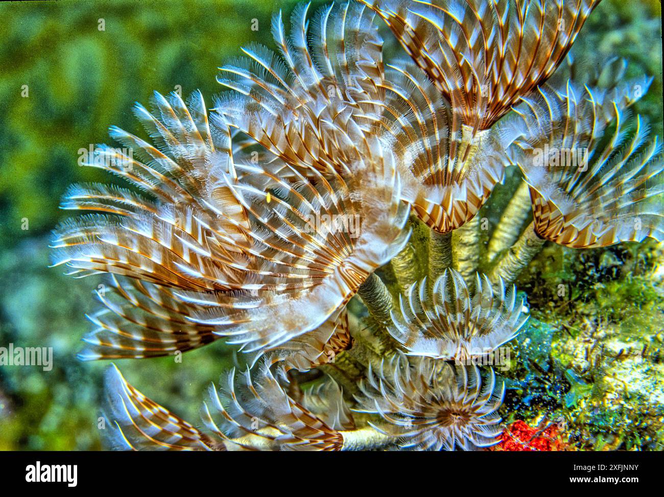 Calcareous tube worms hi-res stock photography and images - Alamy