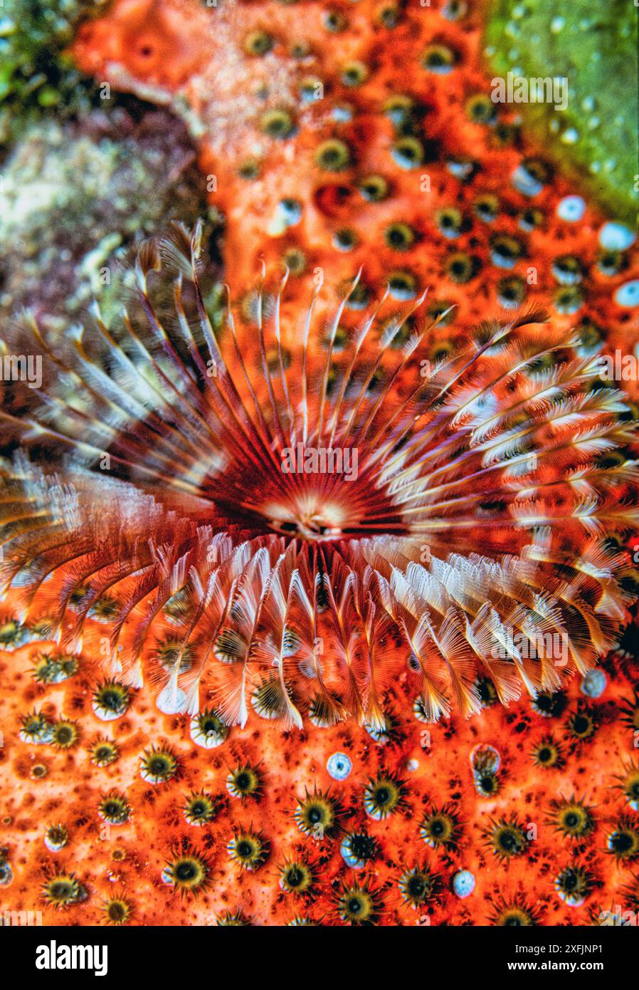 Tubeworm fish hi-res stock photography and images - Alamy