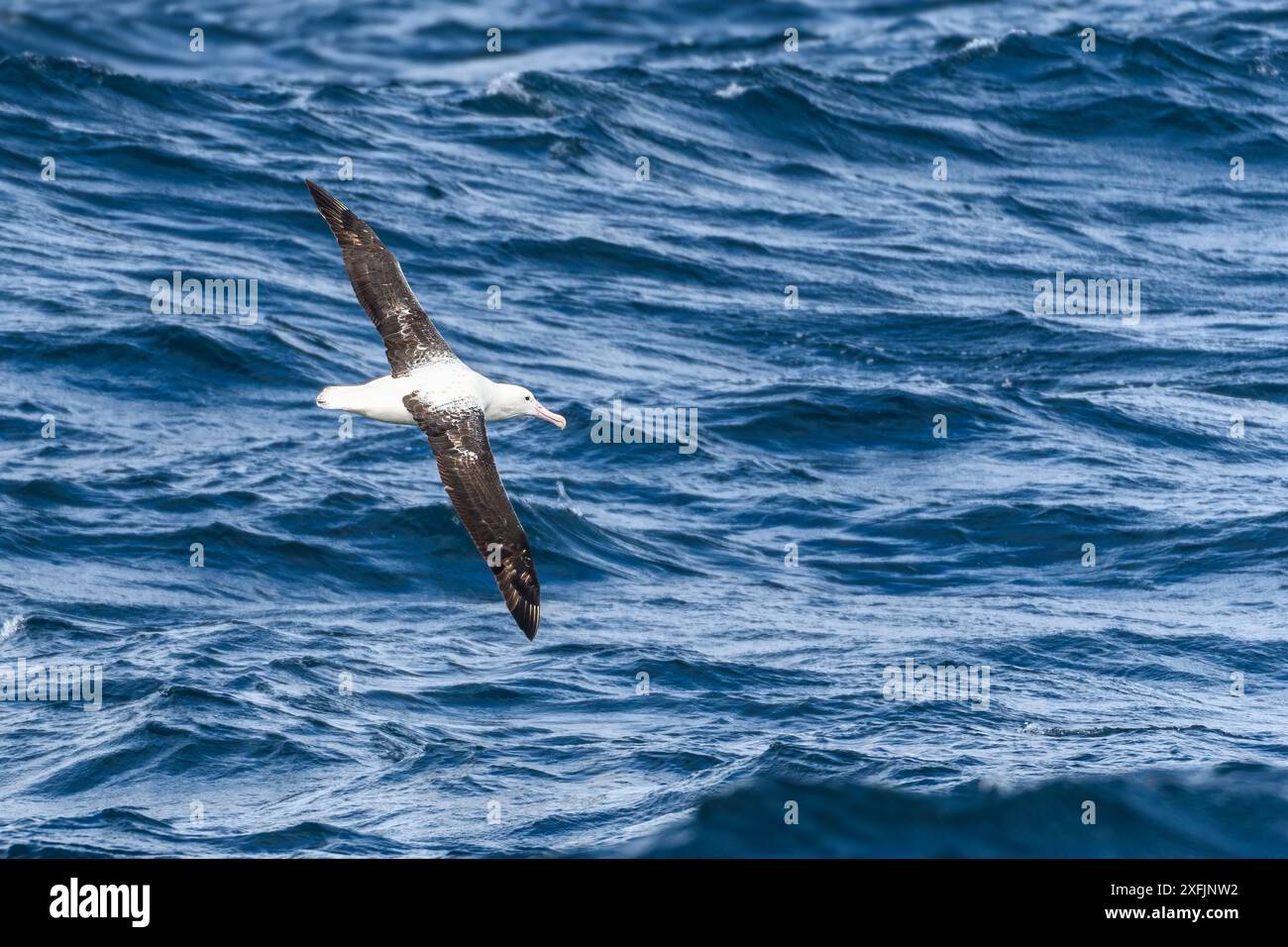 Kongealbatross hi-res stock photography and images - Alamy