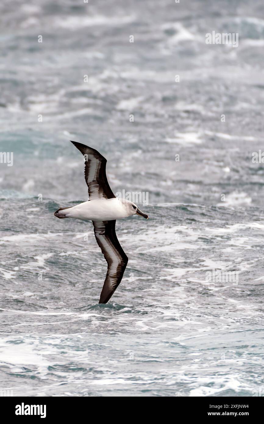 Grey-headed albatross (Thalassarche chrysostoma) from the Drake Passage ...