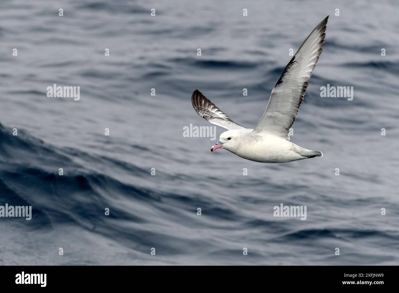 Southern Fulmar (Fulmarus glacialoides) from South Shetland Islands ...