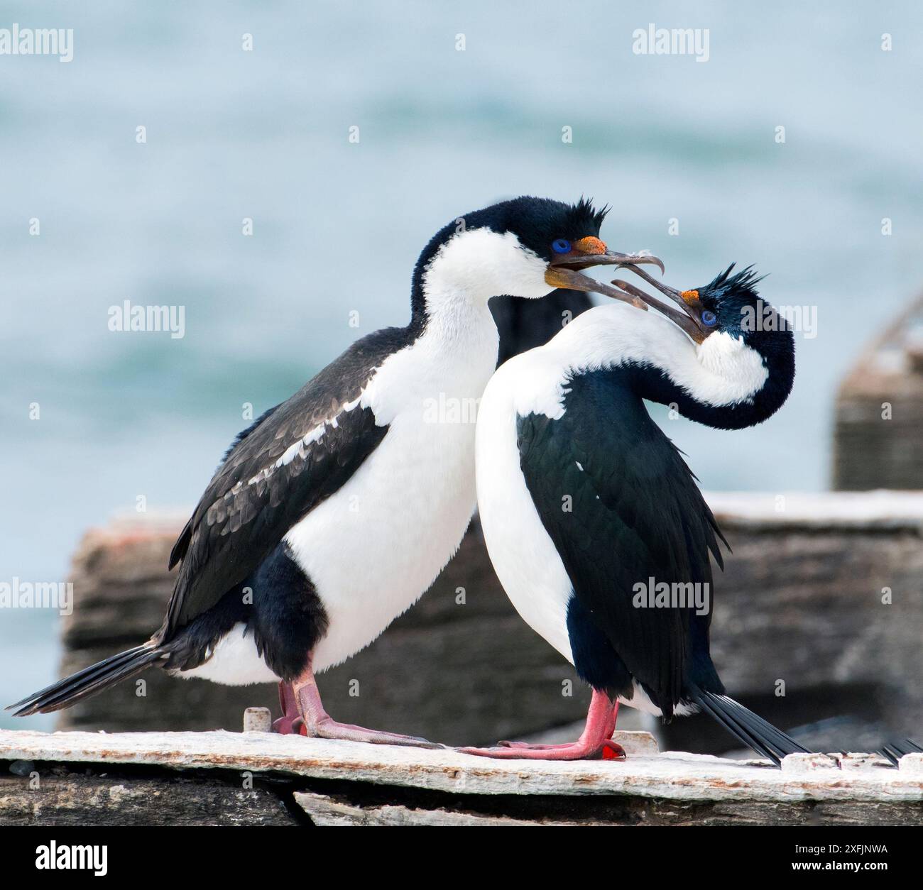 Imperial shags (Phalacrocorax atriceps) fighting. Photo from Punta ...