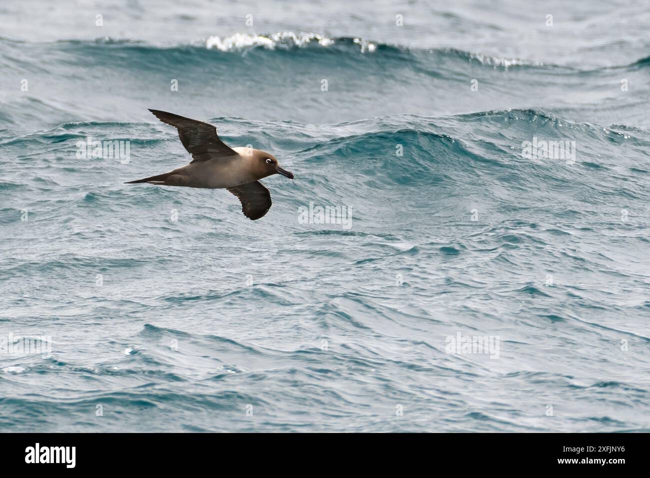 Drake passage antarctica albatross hi-res stock photography and images ...