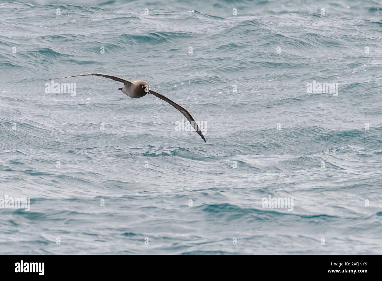 Drake passage antarctica albatross hi-res stock photography and images ...