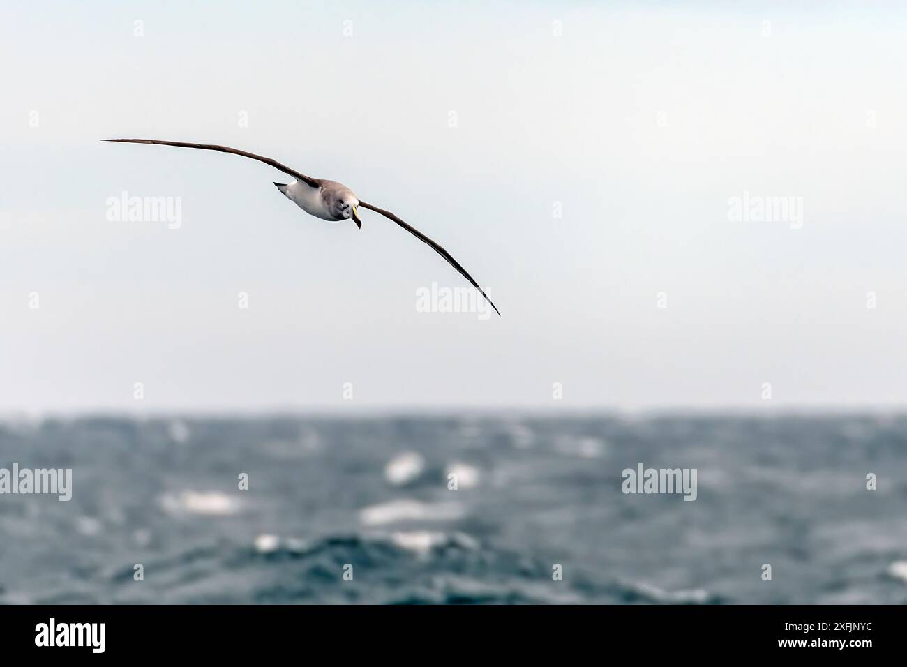 Grey-headed albatross (Thalassarche chrysostoma) from the Drake Passage ...