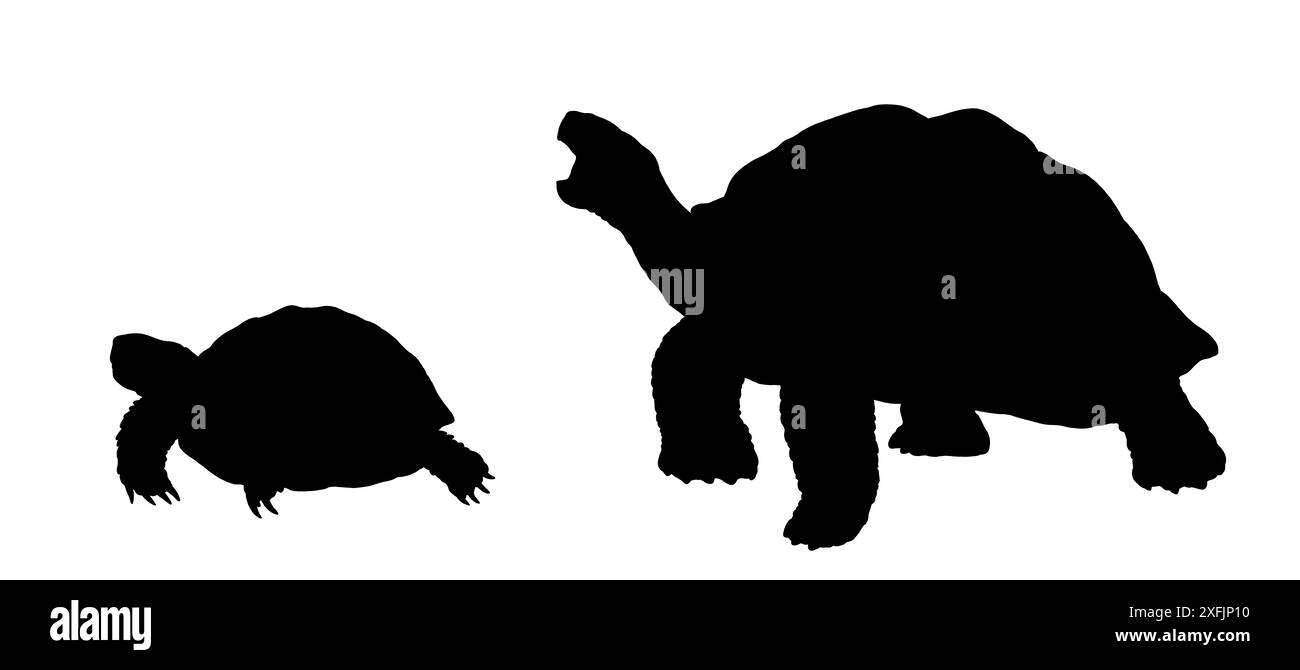 Black silhouette drawing with different land turtles. Comparison of the ...