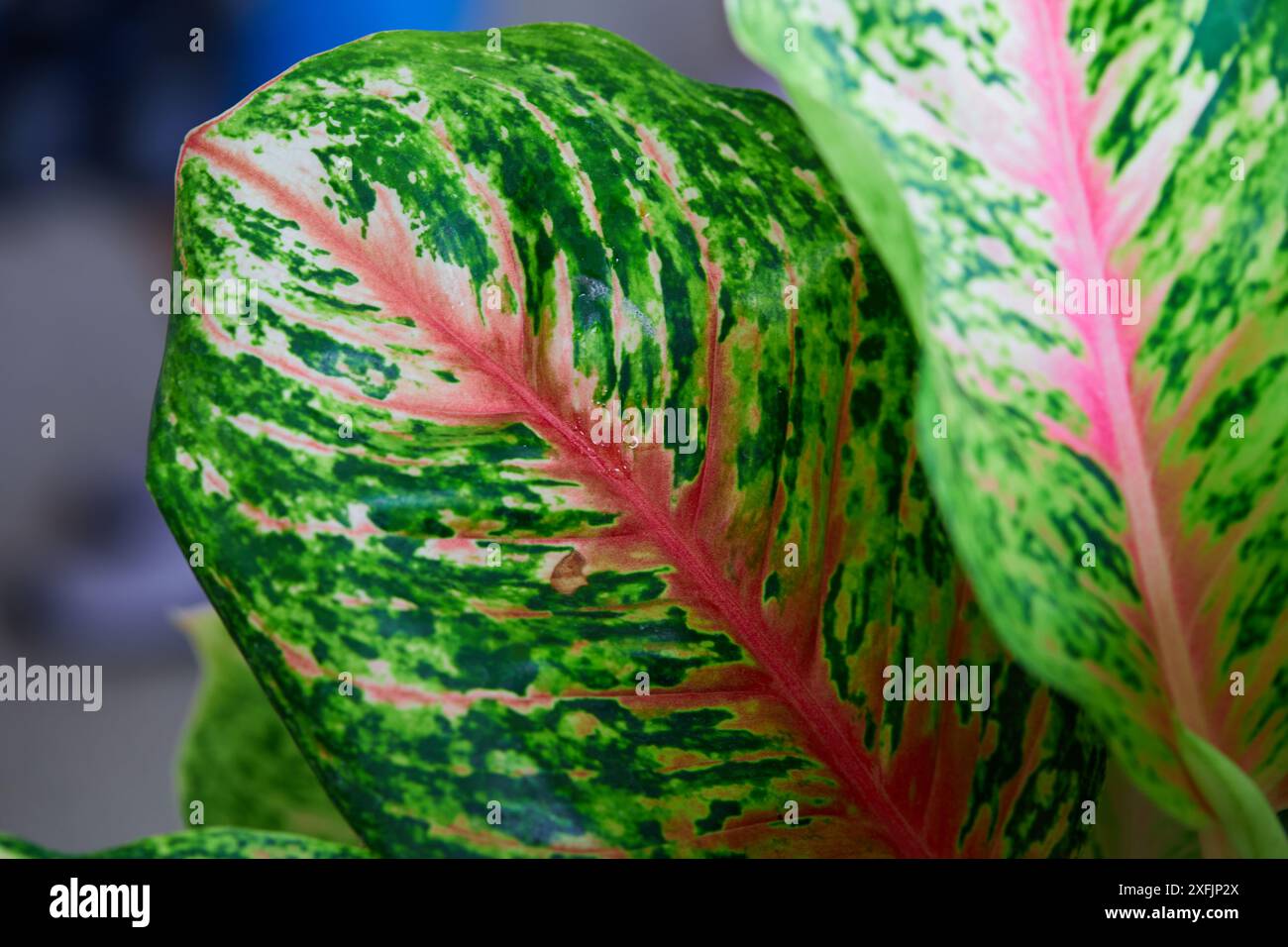 Aglaonema flower hi-res stock photography and images - Alamy