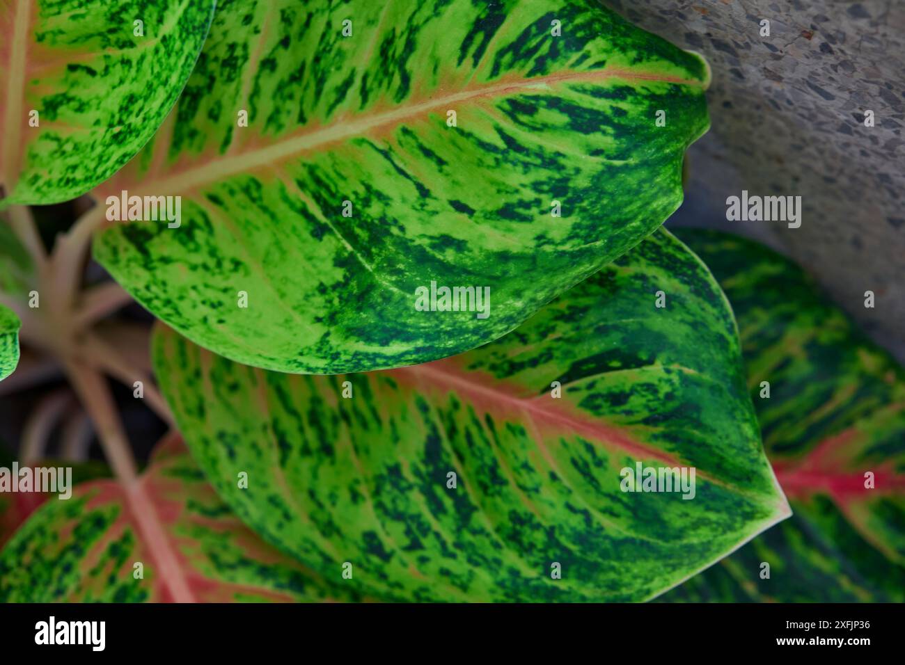Aglaonema flower hi-res stock photography and images - Alamy
