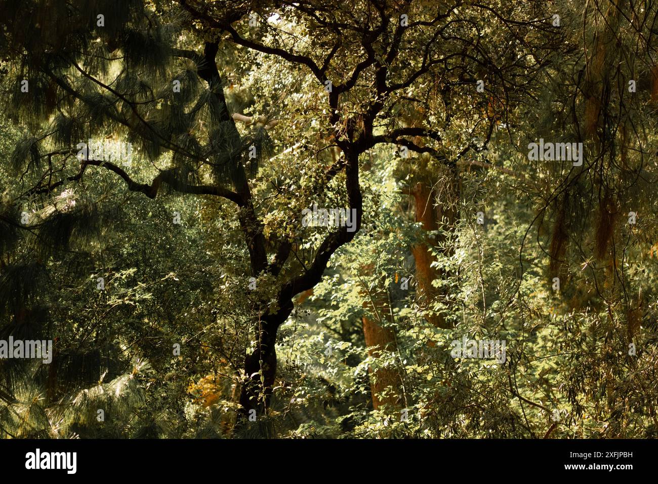 A deciduous tree with long twisted branches and green foliage in ...