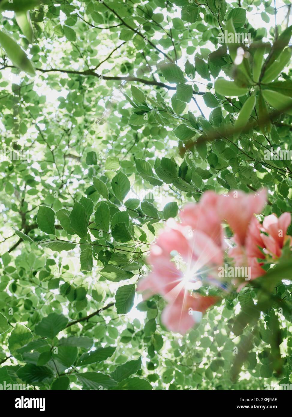 Out of focus pink flower and sunlight against a green summer leaf ...