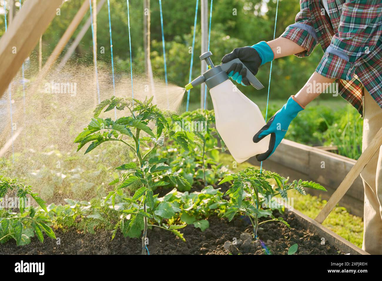 Hands with sprayer, spraying tomato plant bushes on wooden raised bed ...
