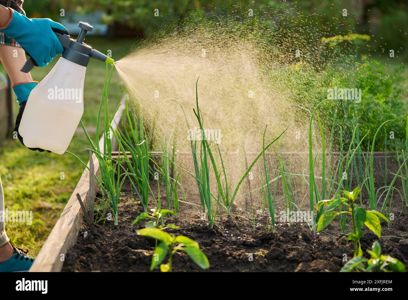 Onion leaf disease hi-res stock photography and images - Alamy