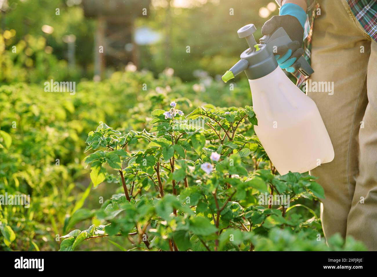 Hands spraying potato plants, protection from fungal diseases, , insect ...