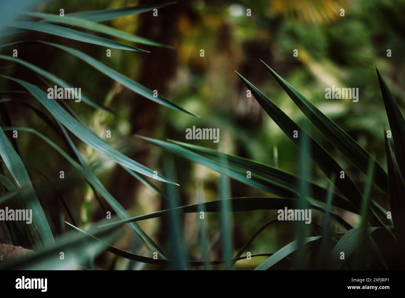 A thicket in the rainforest, the jungle. Evergreen palm trees, bushes ...