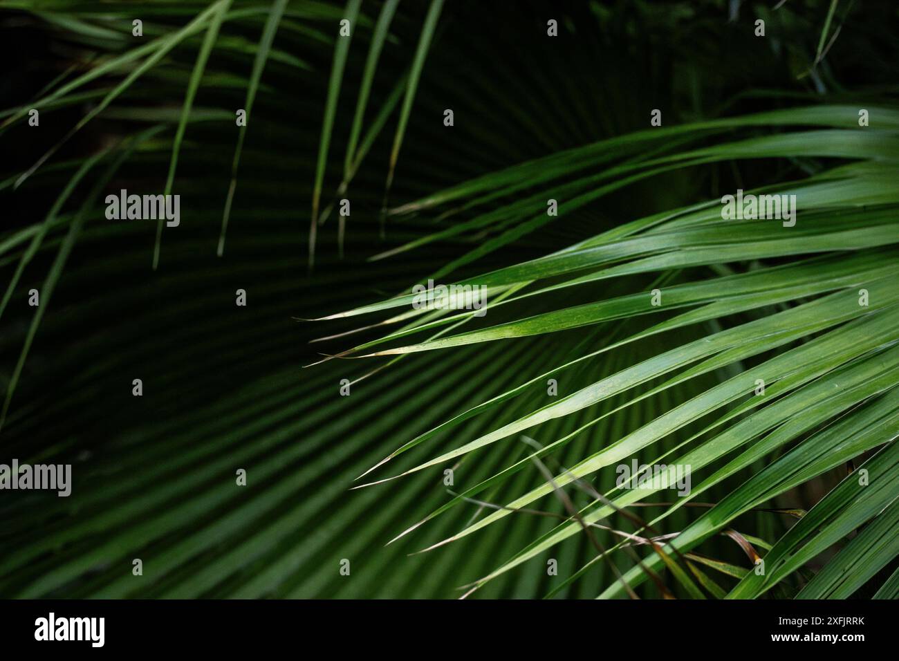 Evergreen palm trees, bushes in deep forest, wood. Plants grow in a ...