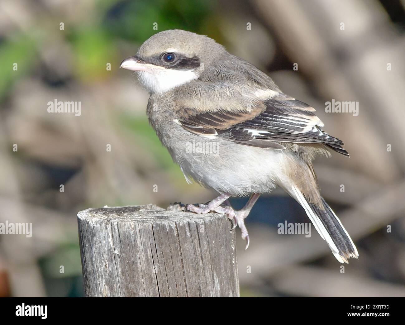 great grey shrike Stock Photo - Alamy