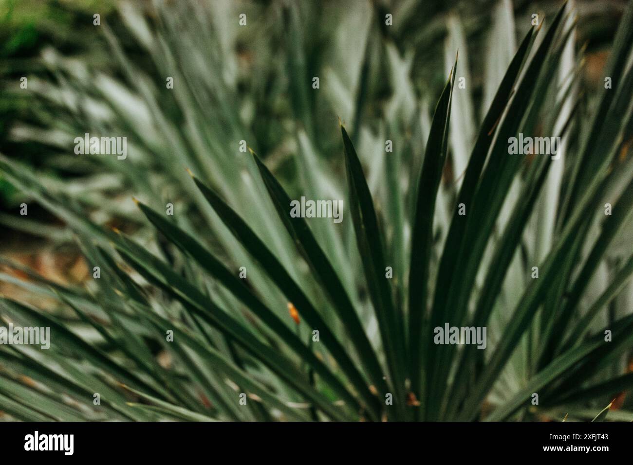 Evergreen palm trees, bushes in deep forest, wood. Plants grow in a ...