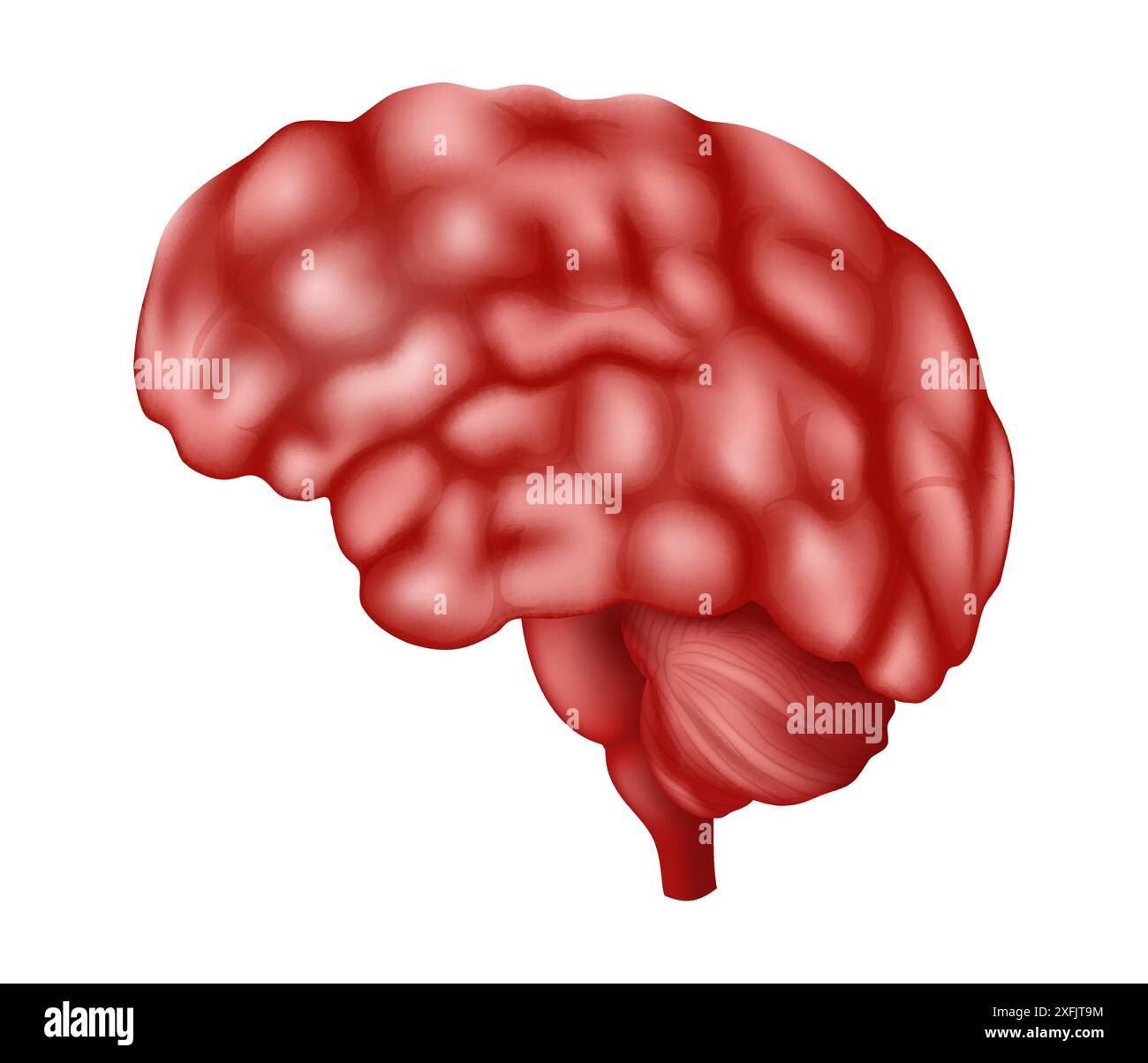 Human Brain - Human Organs Collection, realistic vector illustration, on white background Stock ...