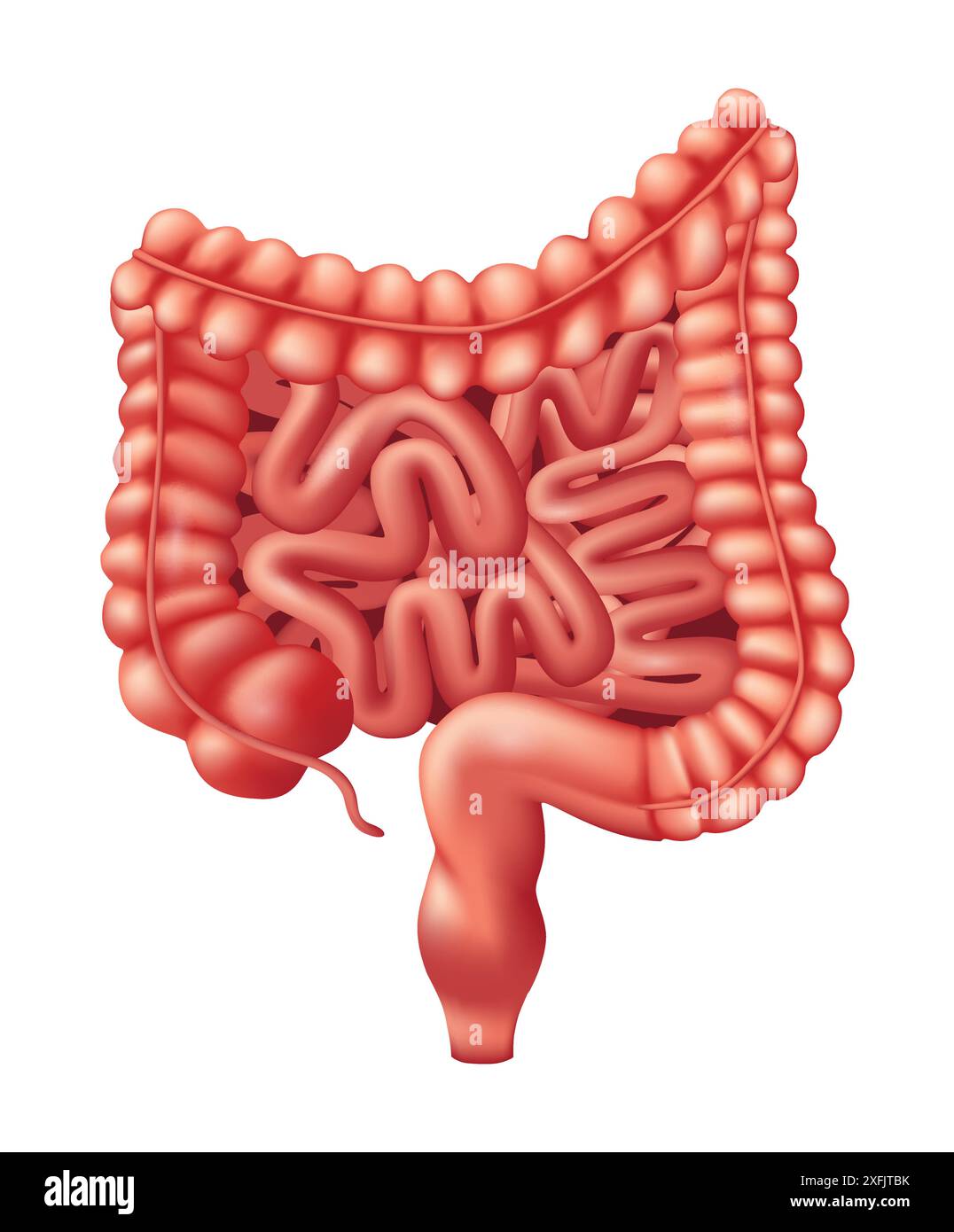 Human Intestines Organ - Human Organs Collection, realistic vector ...