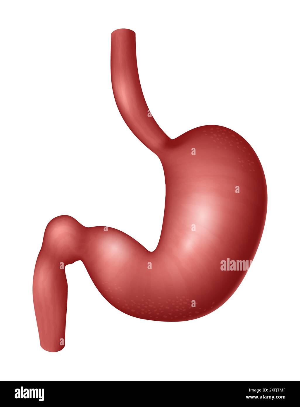 Human Stomach - Human Organs Collection, realistic vector illustration ...