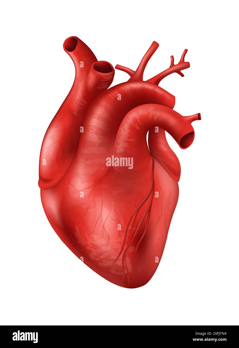 Human Heart - Human Organs Collection, realistic vector illustration ...
