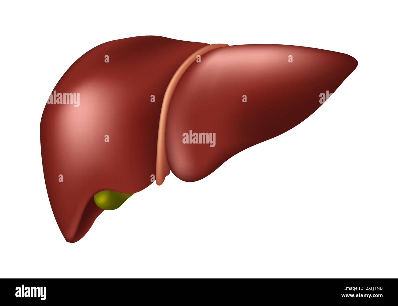 Human Liver - Human Organs Collection, realistic vector illustration ...