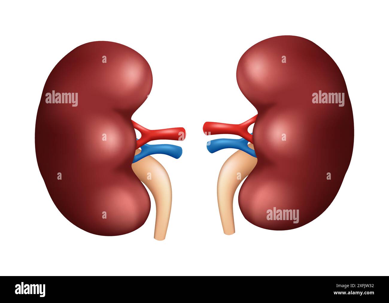 Human Kidneys - Human Organs Collection, realistic vector illustration, on white background ...