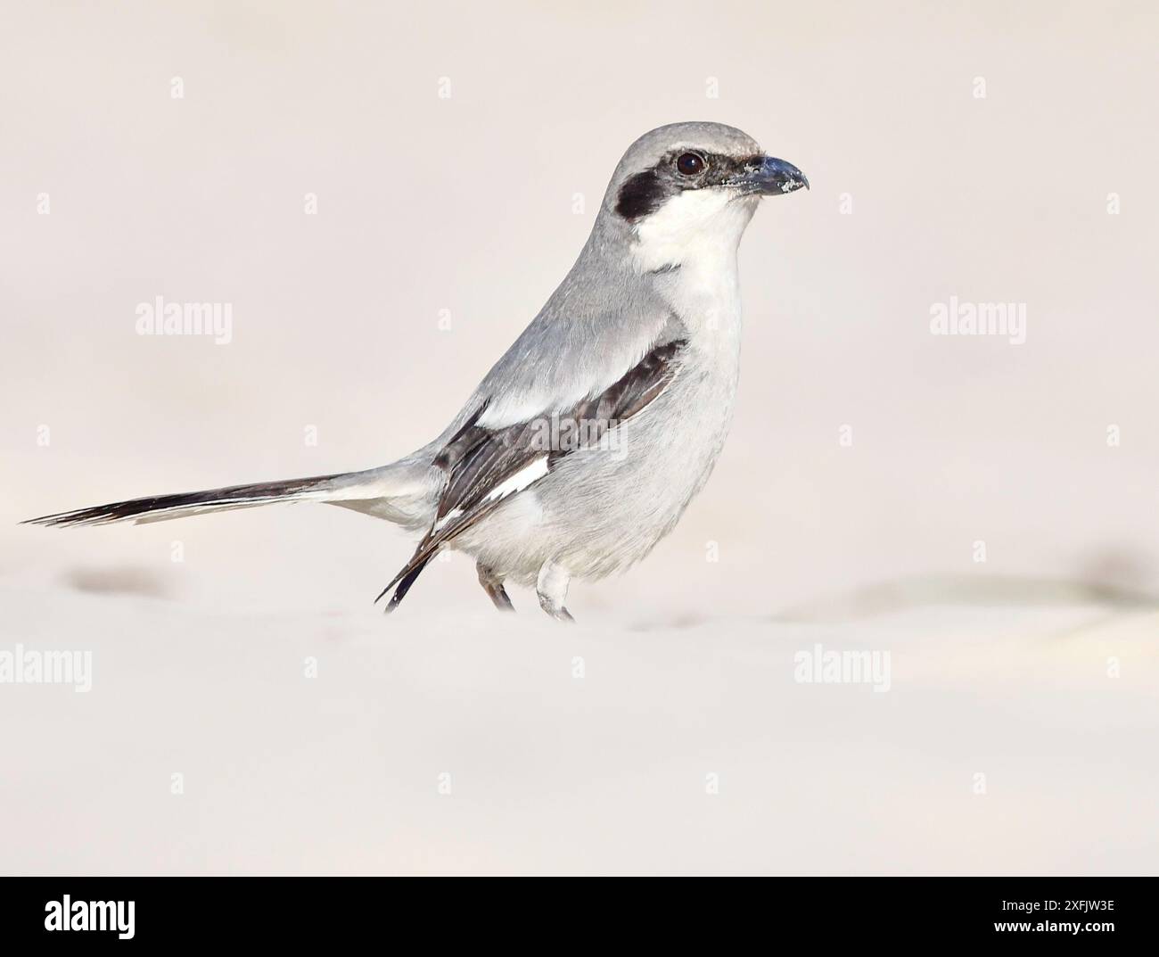 great grey shrike Stock Photo - Alamy