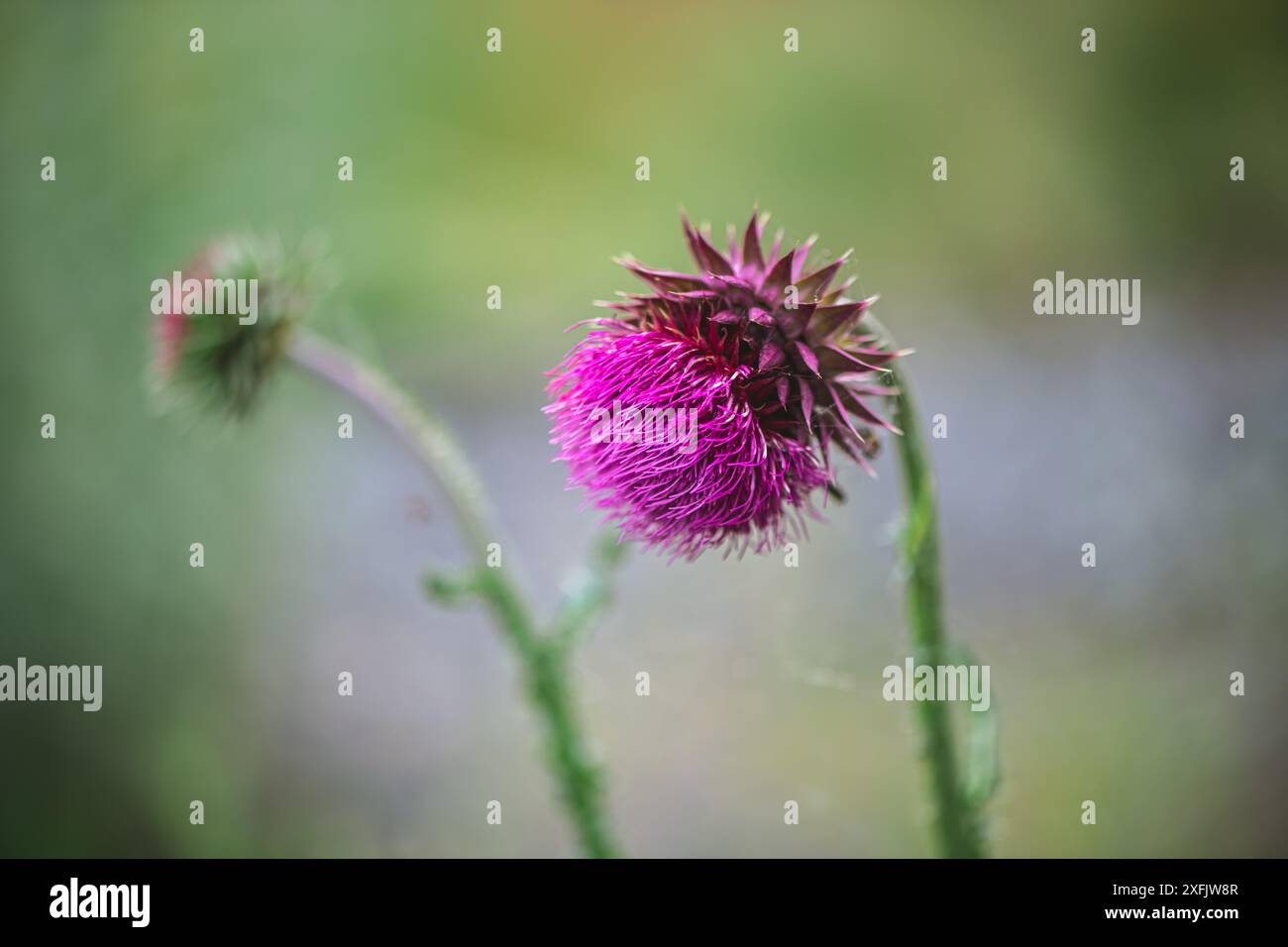 Thistle plant and flower, symbol of Scotland, in China a symbol of ...