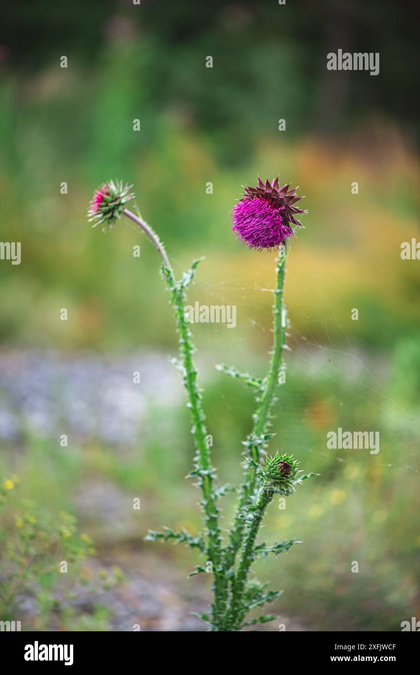 Thistle plant and flower, symbol of Scotland, in China a symbol of ...