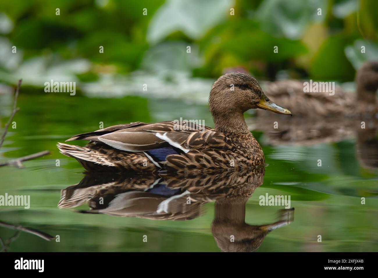 European wild brown duck swimming on a pond full of green lotus flowers ...