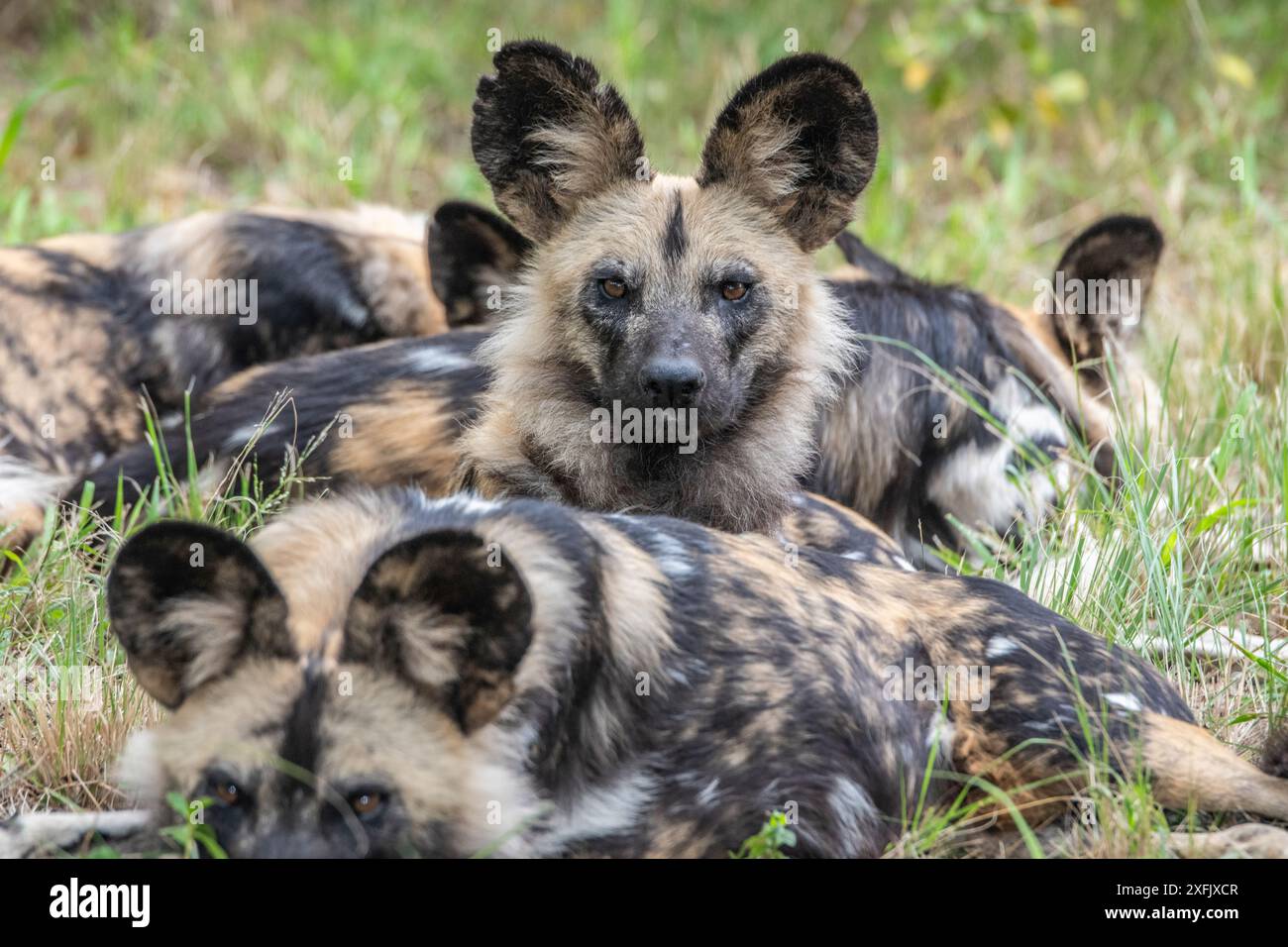 Lycaon pictus african wild dog hi-res stock photography and images - Alamy