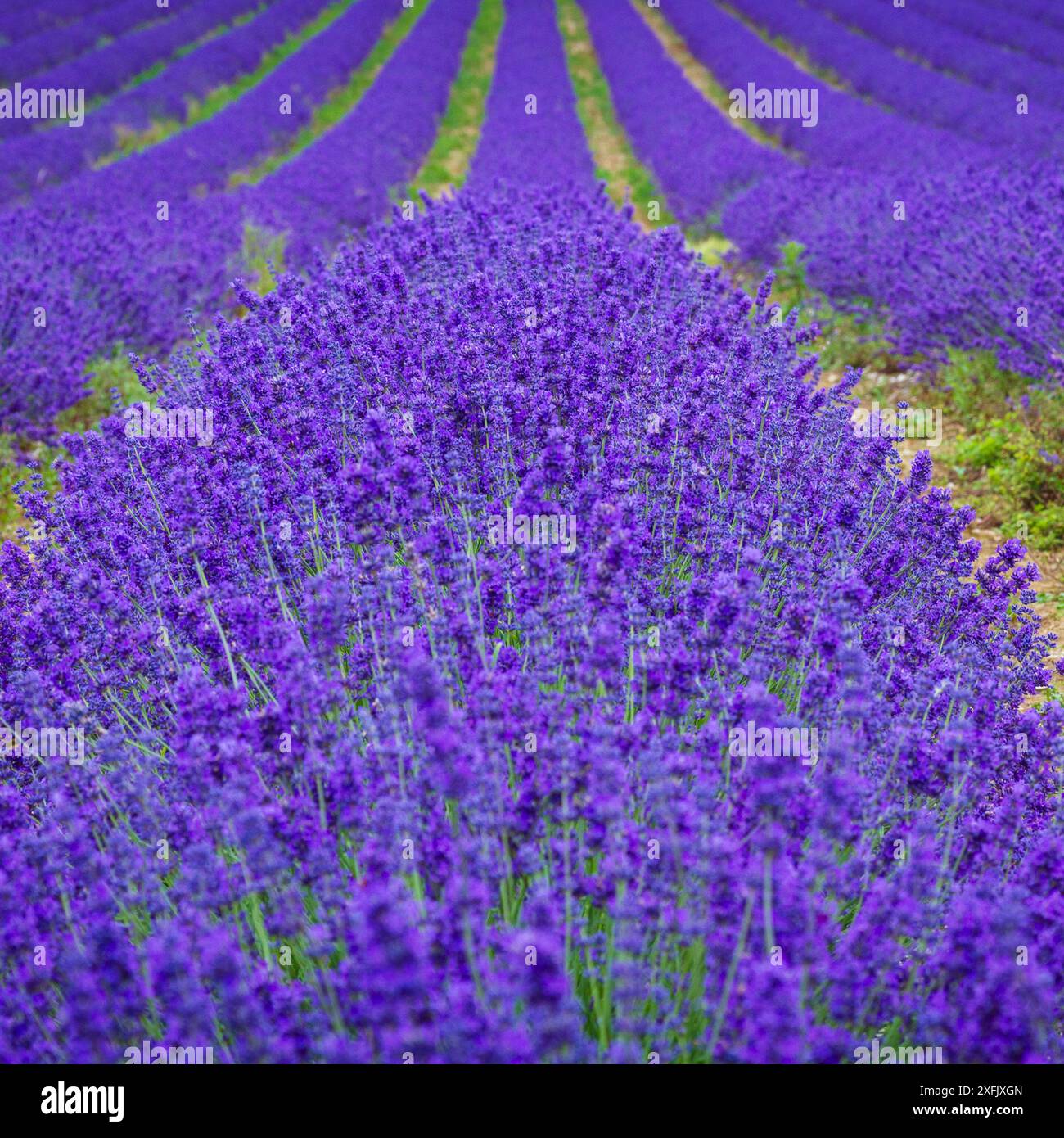 Full bloom lavender field hi-res stock photography and images - Alamy
