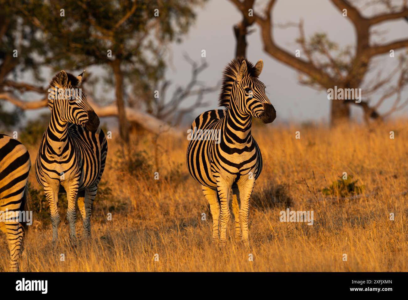 Zebra hippotigris hi-res stock photography and images - Alamy