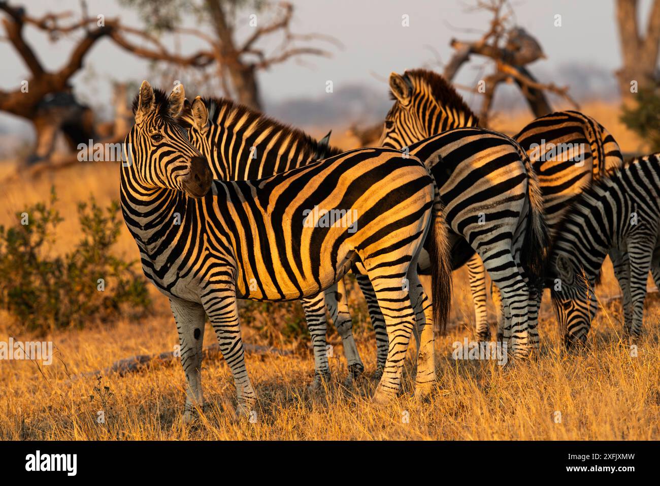Zebra hippotigris hi-res stock photography and images - Alamy