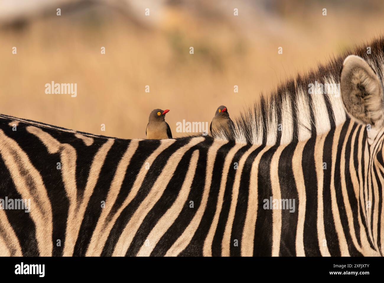Zebra hippotigris hi-res stock photography and images - Alamy