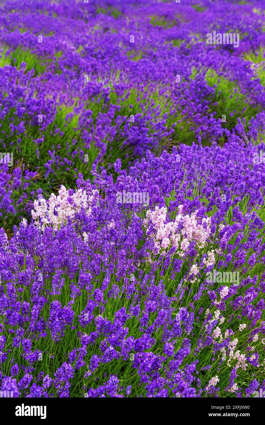 Pink Lavender Amongst Traditional Coloured Lavender Stock Photo - Alamy