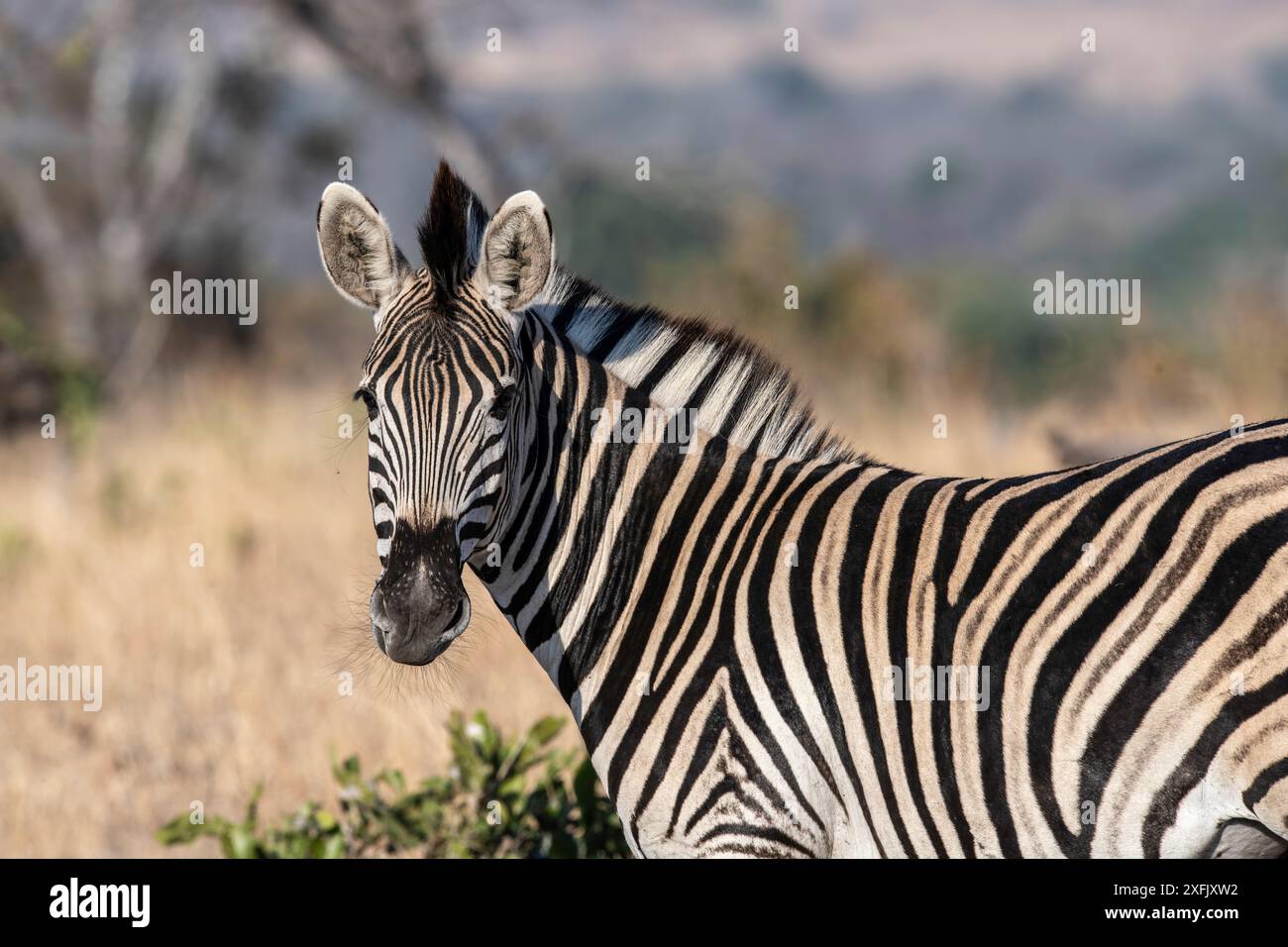 The zebra hippotigris hi-res stock photography and images - Alamy