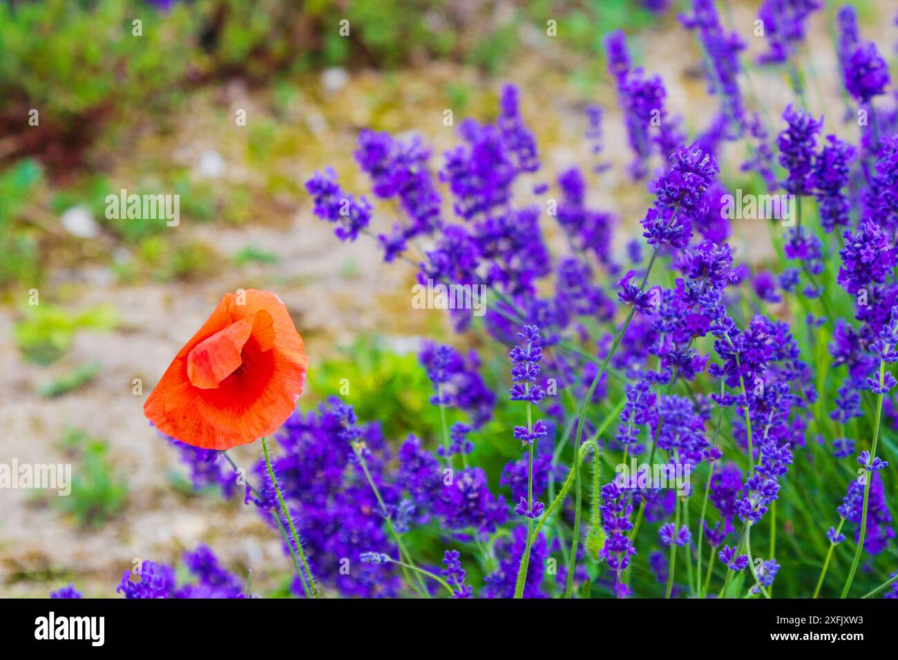 Poppy in lavender hi-res stock photography and images - Alamy